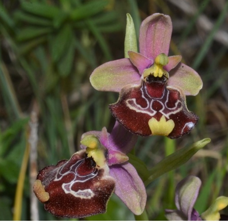 Ophrys oxyrrhynchos Tod. subsp. ingrassiae Dura, Turco, Gennaio ...