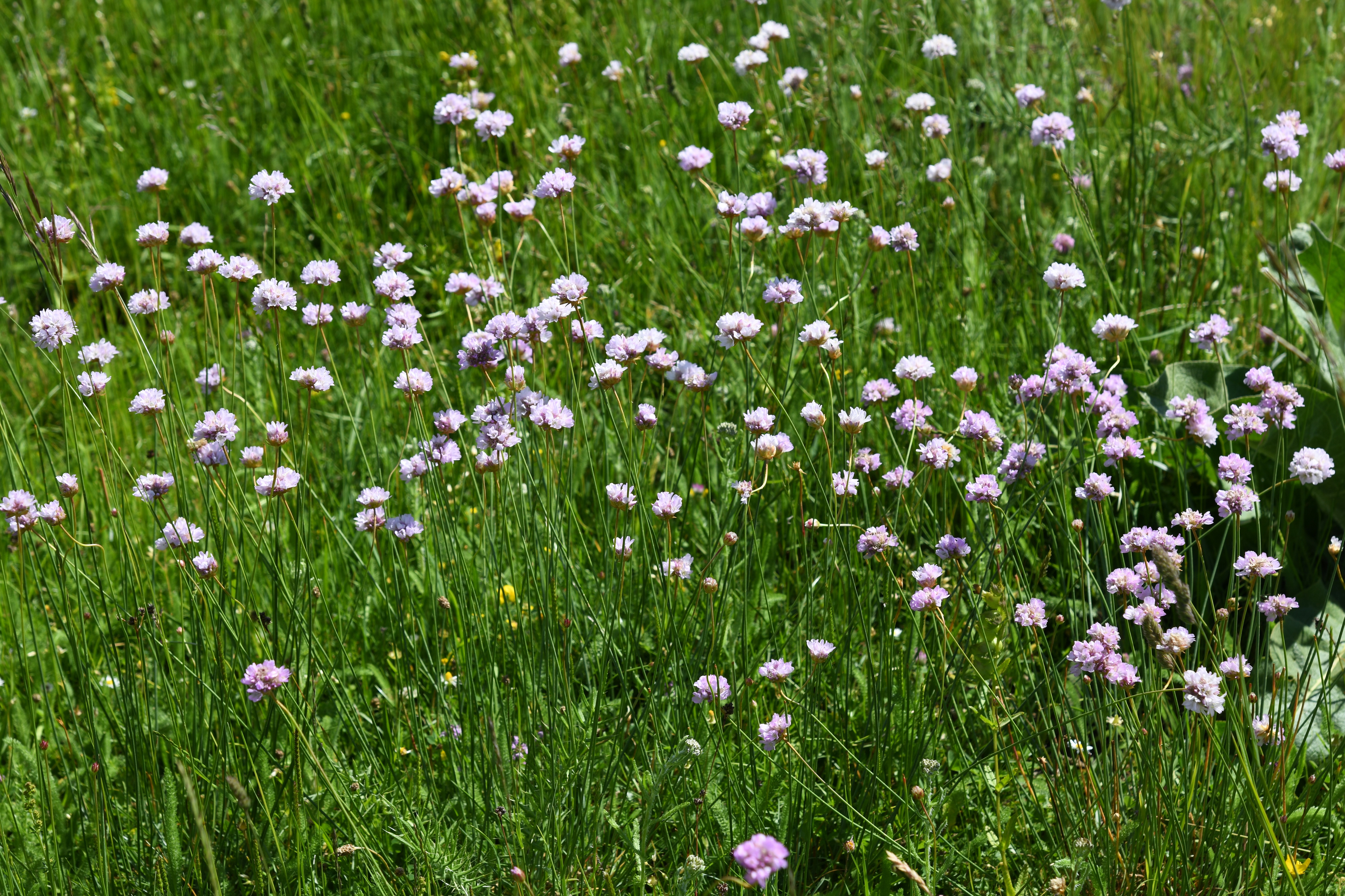 Armeria brutia Brullo, Gangale & Uzunov - Portale della Flora d'Italia ...