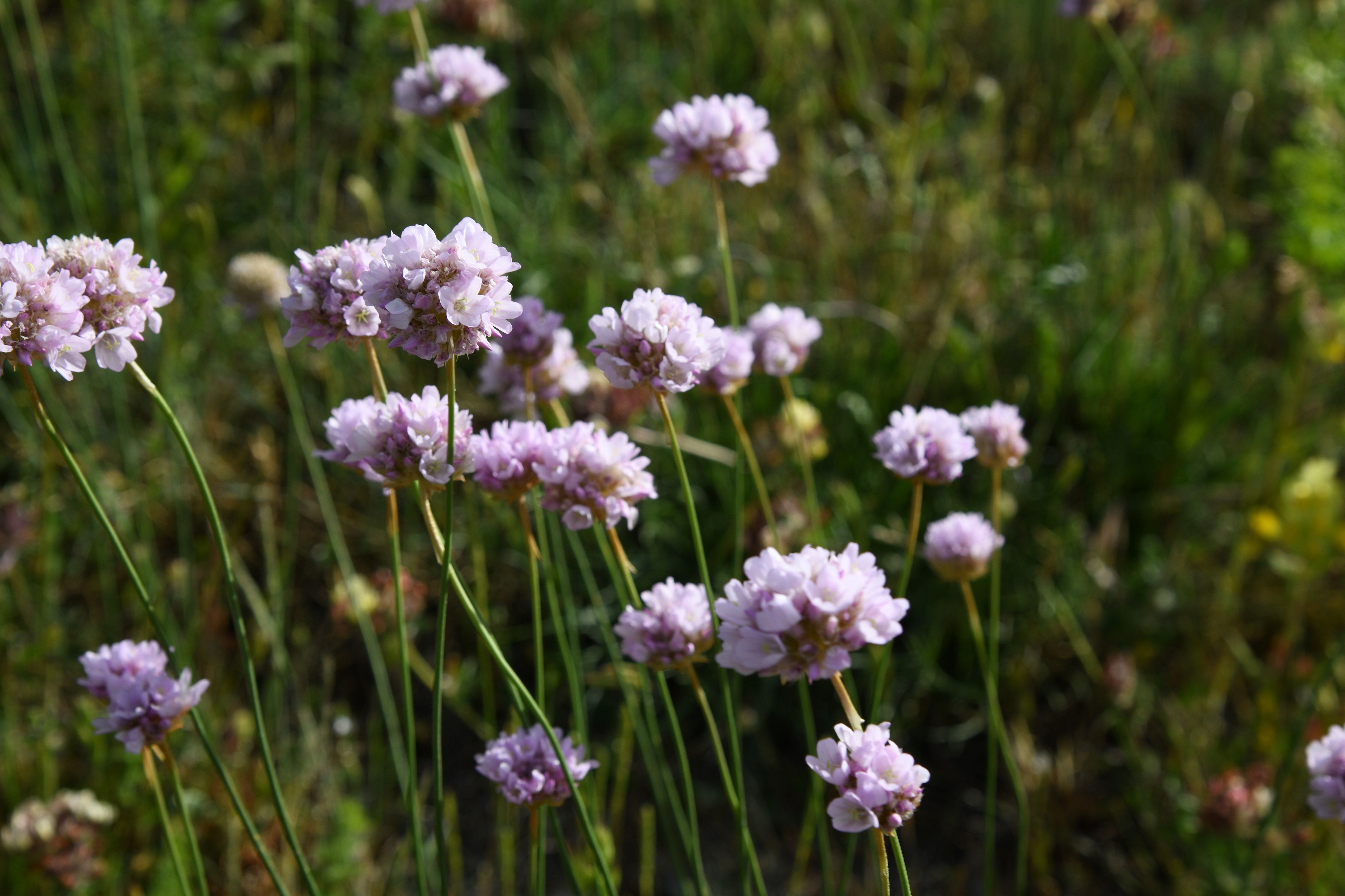 Armeria brutia Brullo, Gangale & Uzunov - Portale della Flora d'Italia ...