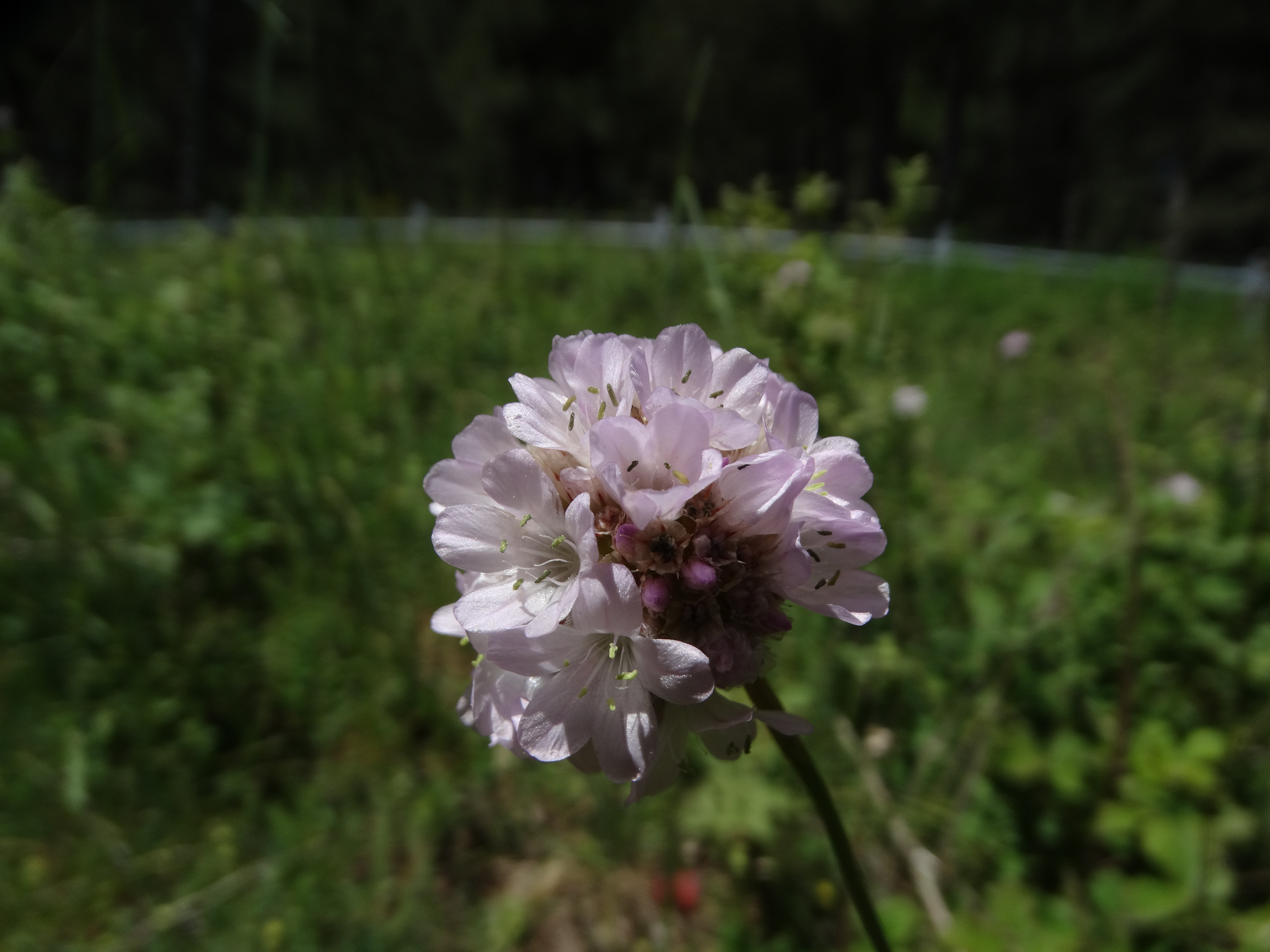 Armeria brutia Brullo, Gangale & Uzunov - Portale della Flora d'Italia ...