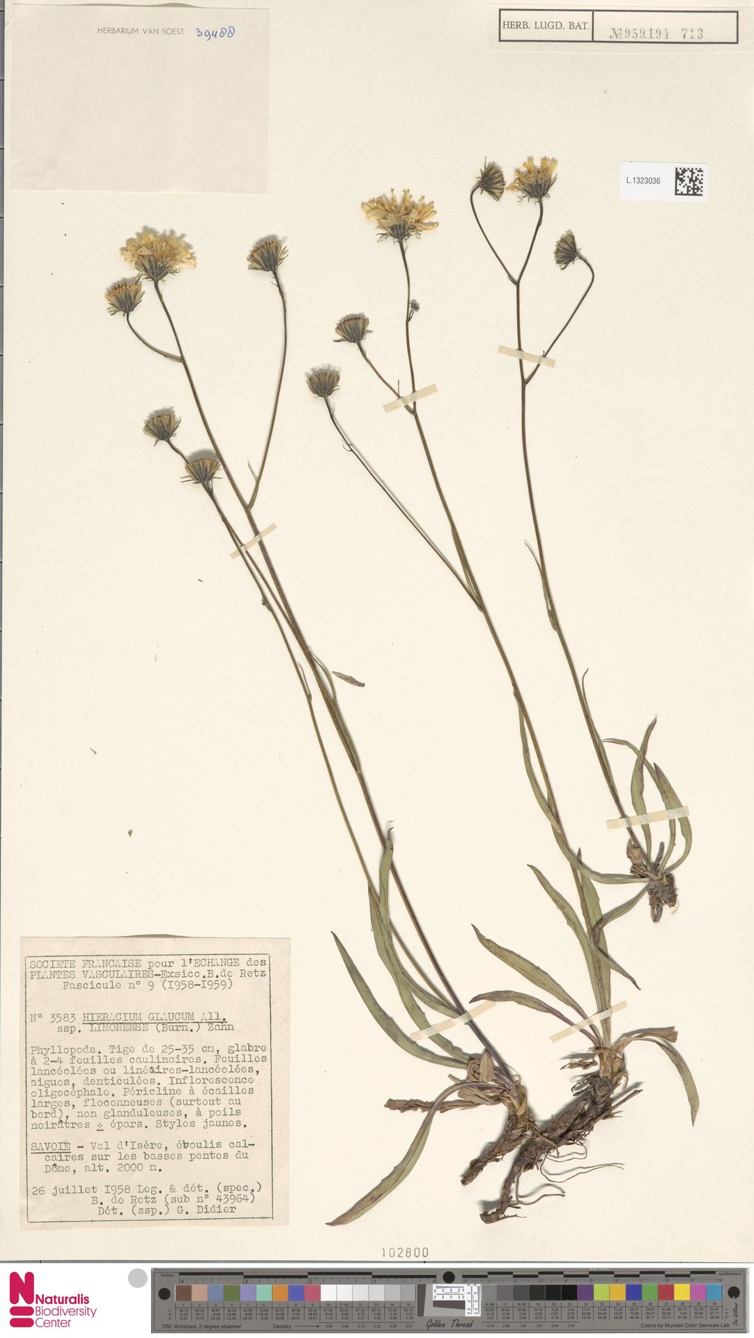 Hieracium glaucum All. subsp. limonense (Burnat & Gremli) Zahn ...