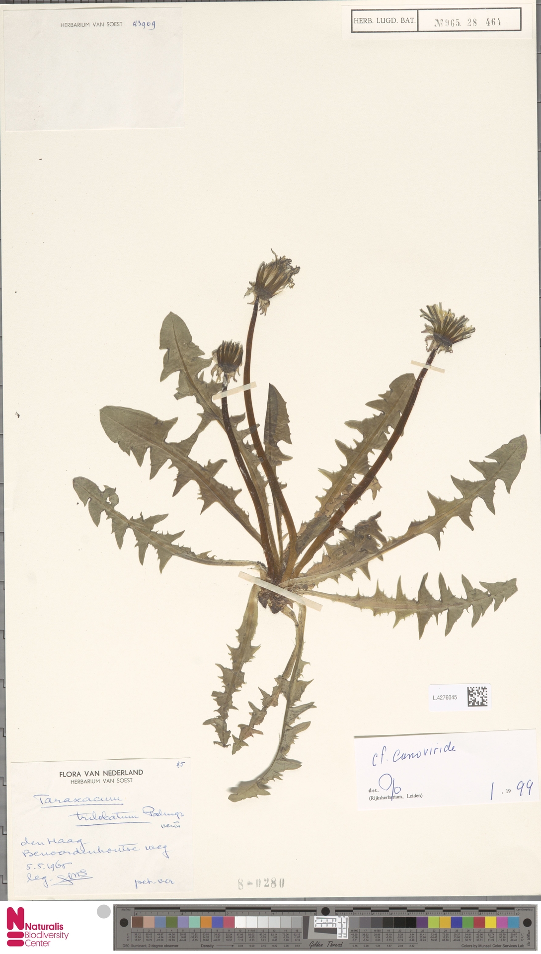 Taraxacum proximum (Dahlst.) Raunk. - Portale della Flora d'Italia ...
