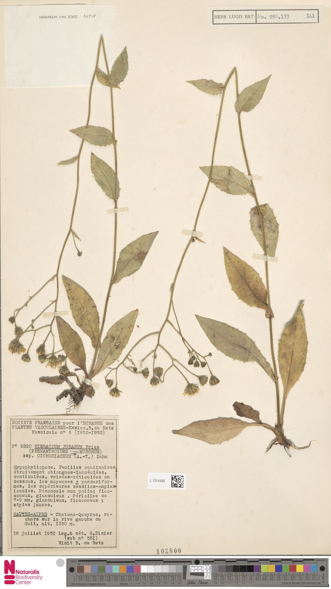 Hieracium jurassicum Griseb. subsp. cichoriaceum (Arv.-Touv.) Gottschl ...