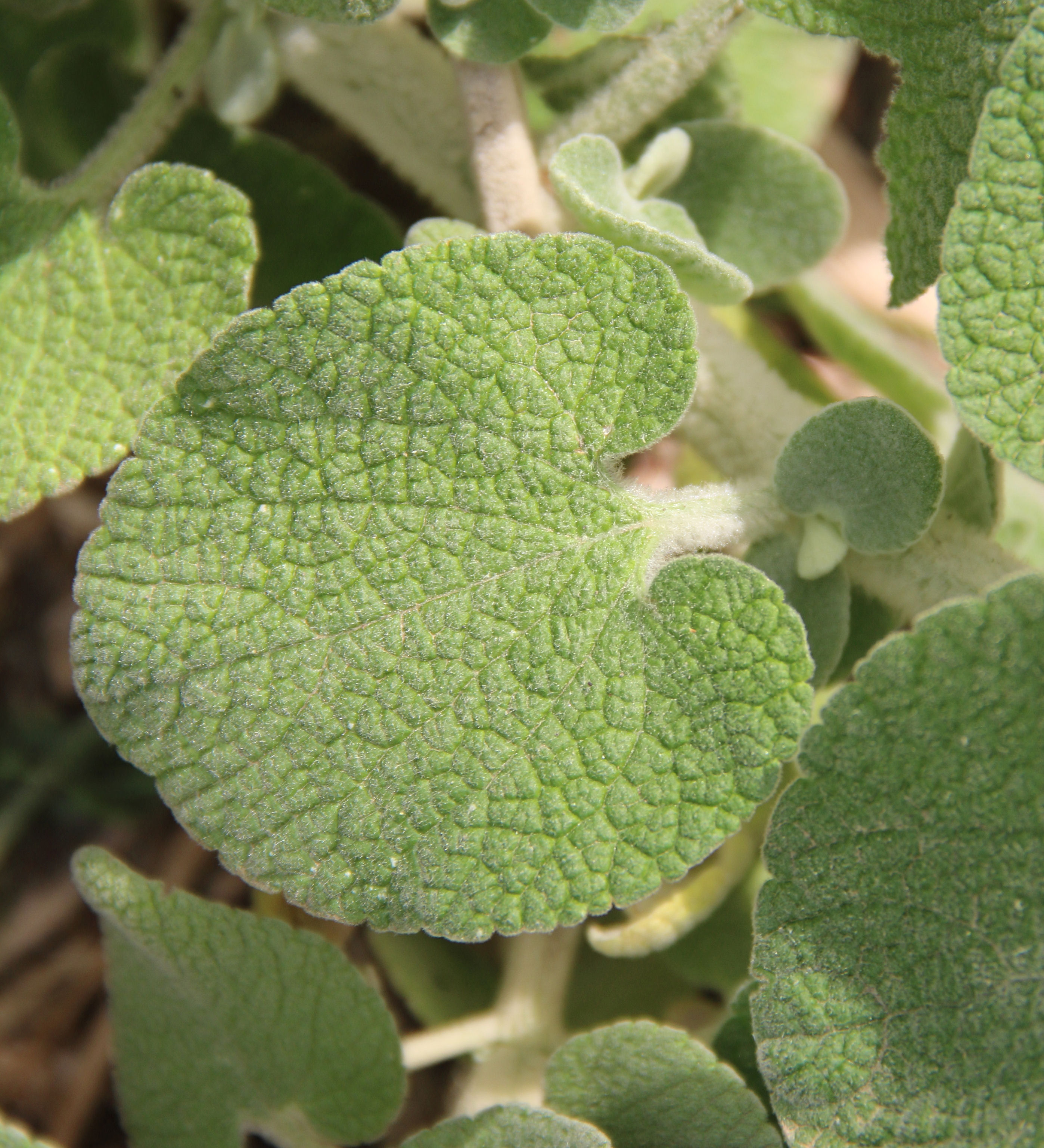 Pseudodictamnus mediterraneus Salmaki & Siadati subsp. mediterraneus ...