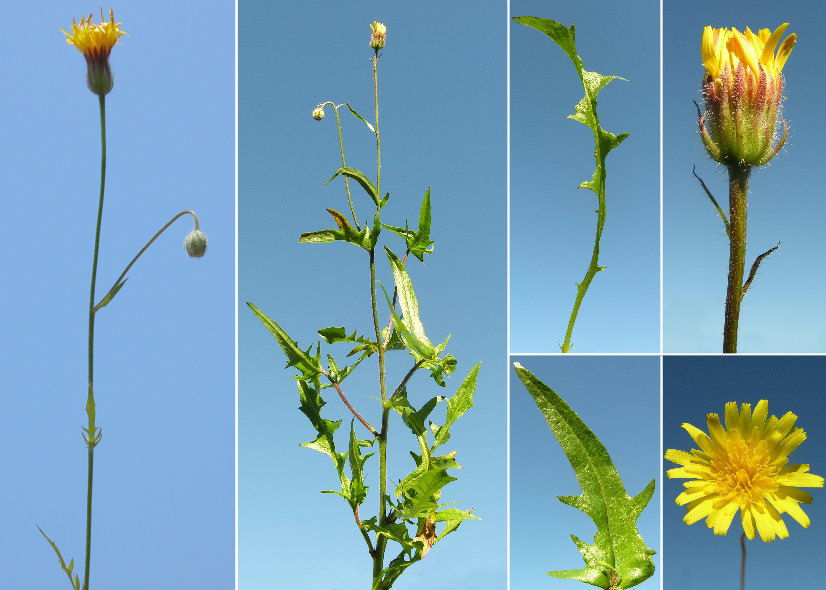 Crepis foetida - Alchetron, The Free Social Encyclopedia