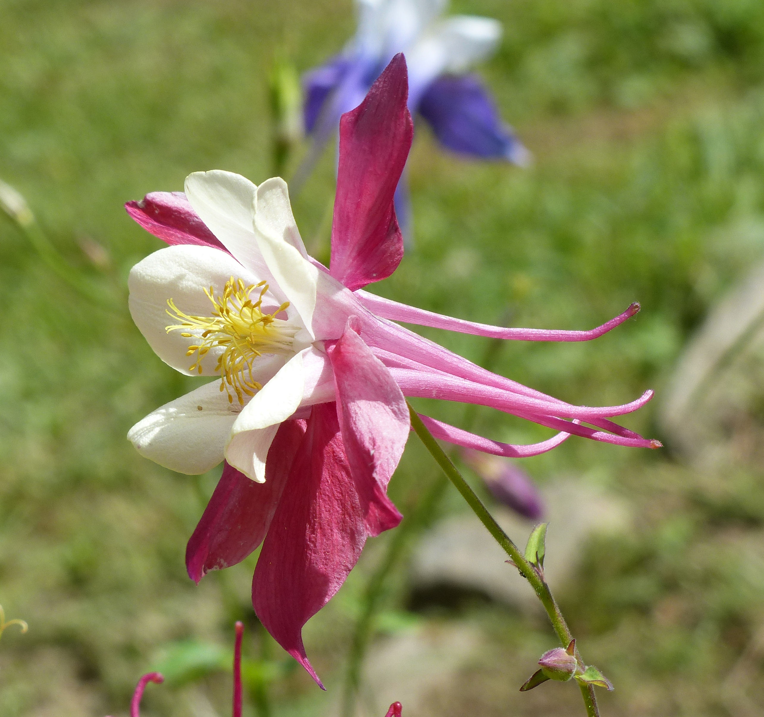 Aquilegia cv. - Portale della Flora d'Italia / Portal to the Flora of Italy