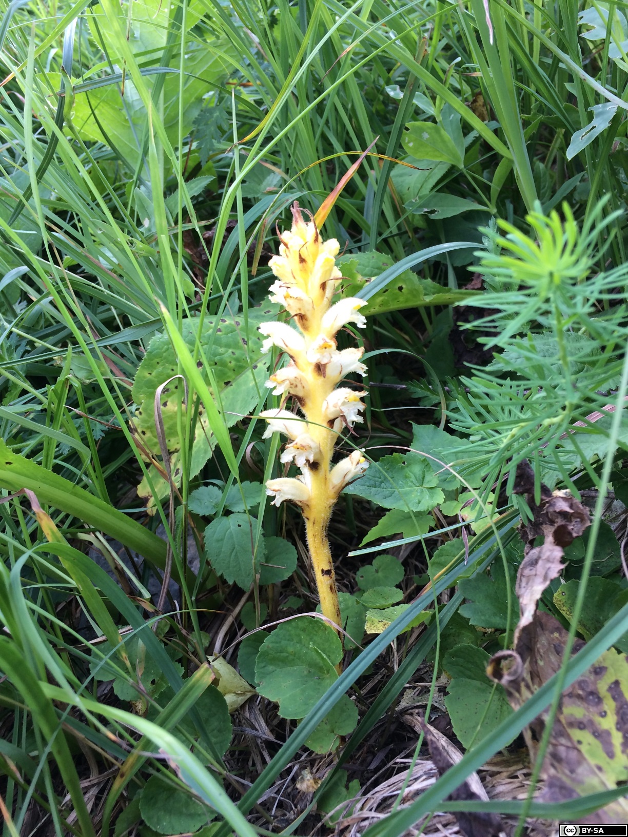 Orobanche lycoctoni Rhiner - Portale della Flora d'Italia / Portal to ...