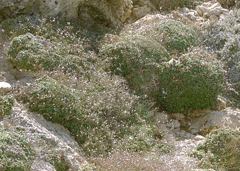 Limonium lopadusanum Brullo - Portale della Flora d'Italia / Portal to ...